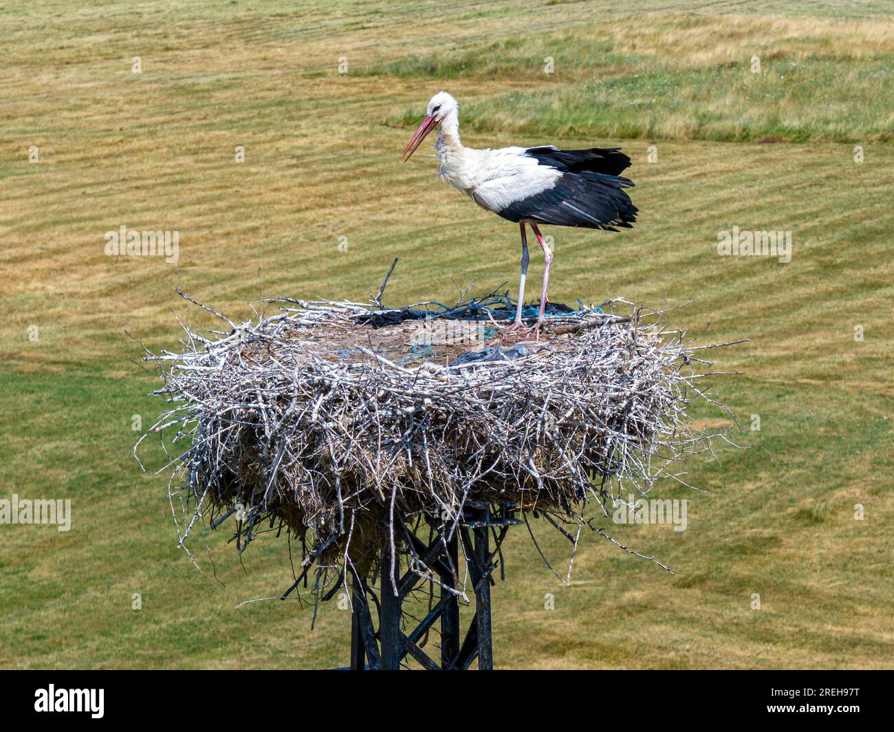 White stork birds nesting above hi-res stock photography and images - Alamy