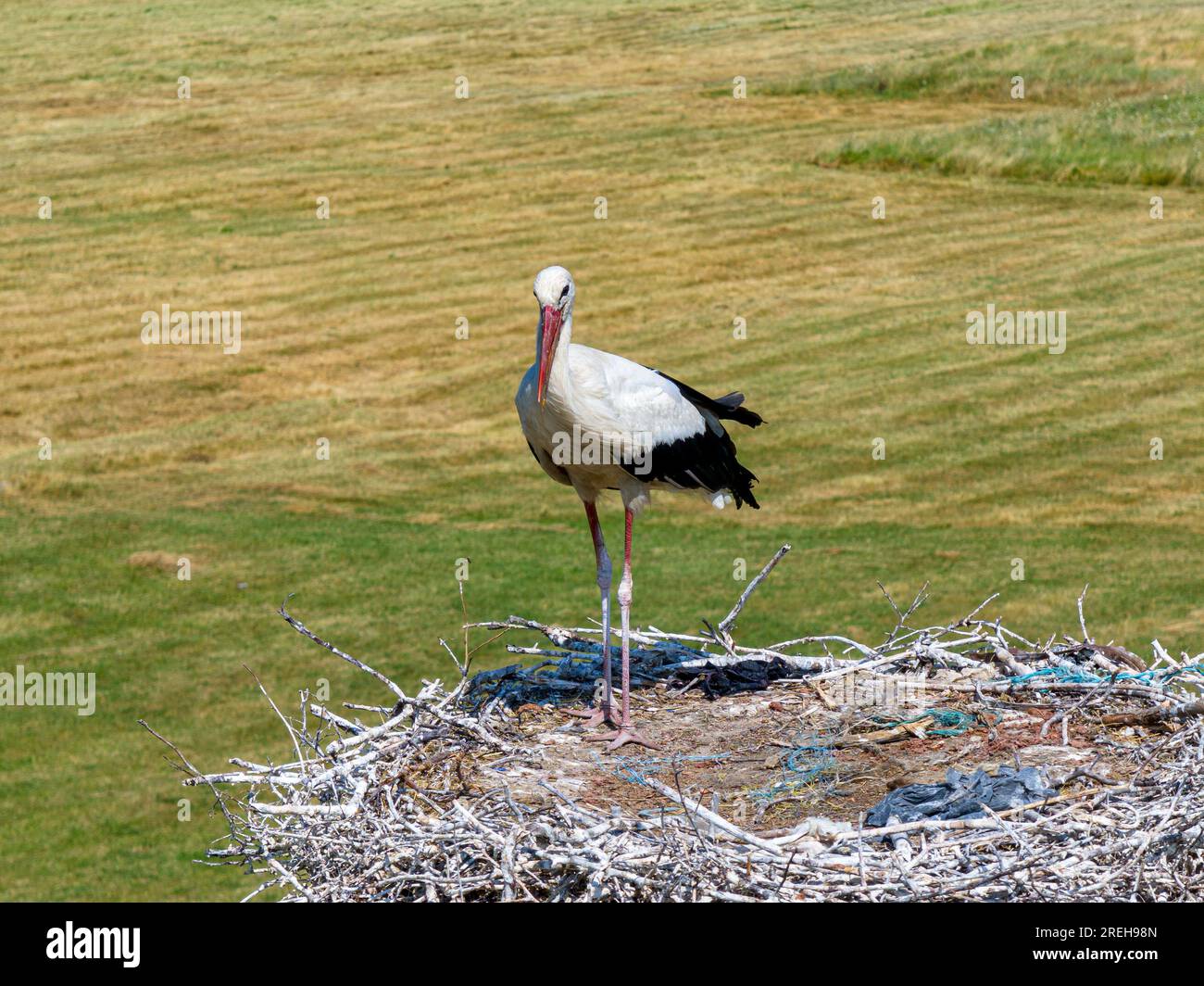 White stork nest with chicks Stock Photo - Alamy