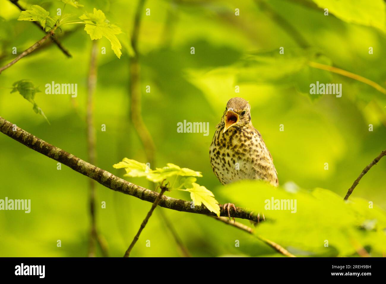Song Thrush singing in a tree Stock Photo - Alamy