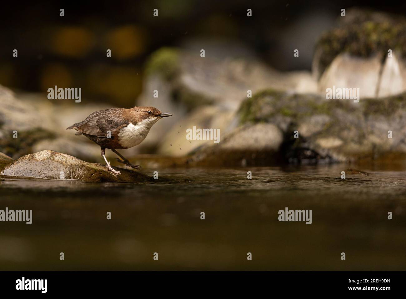 Dipper bird hi-res stock photography and images - Alamy