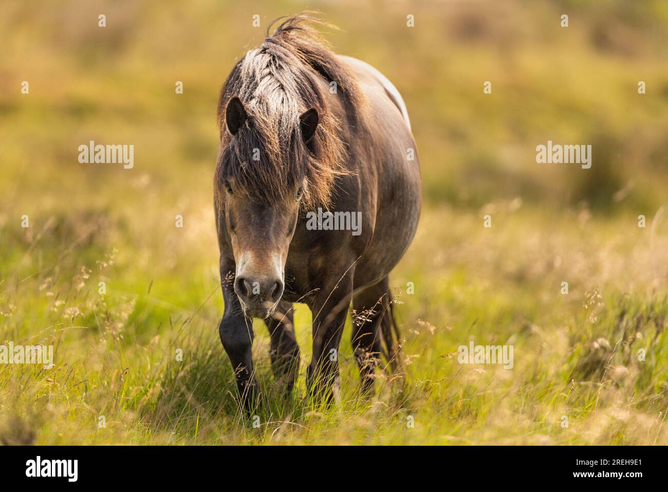 Wandering horse hi-res stock photography and images - Alamy