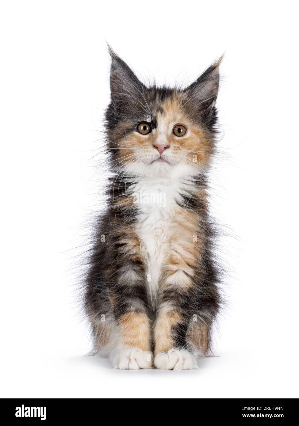 Alert tortie cat kitten, sitting up facing front. Looking straight to ...