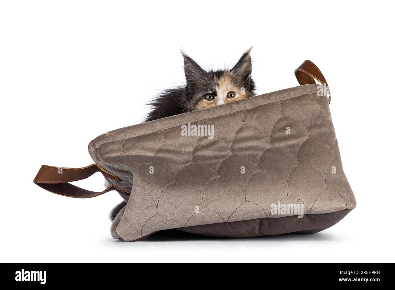 Animal falling over Cut Out Stock Images & Pictures - Alamy