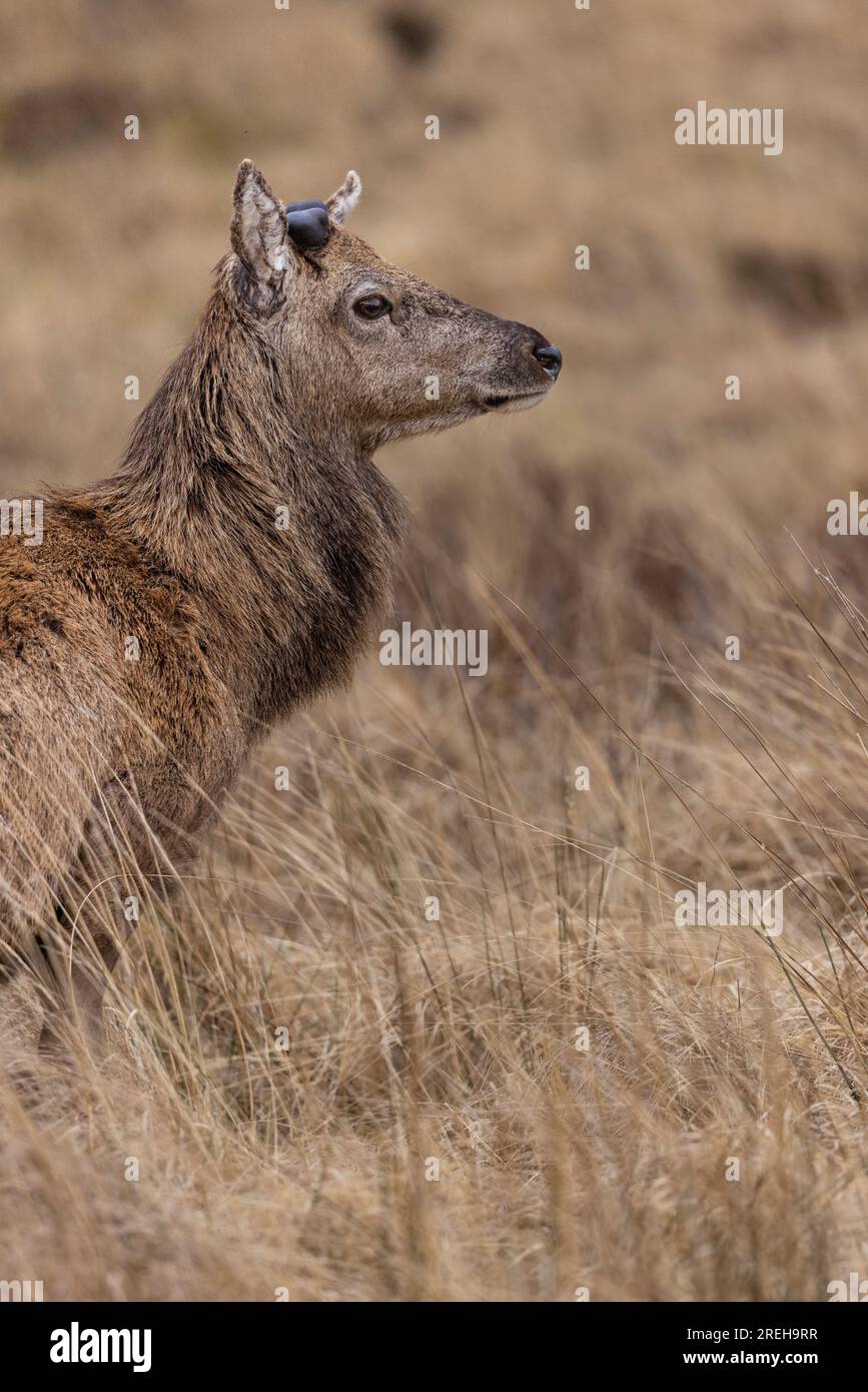 Red Deer stag in grassland with new antlers just starting to form Stock ...