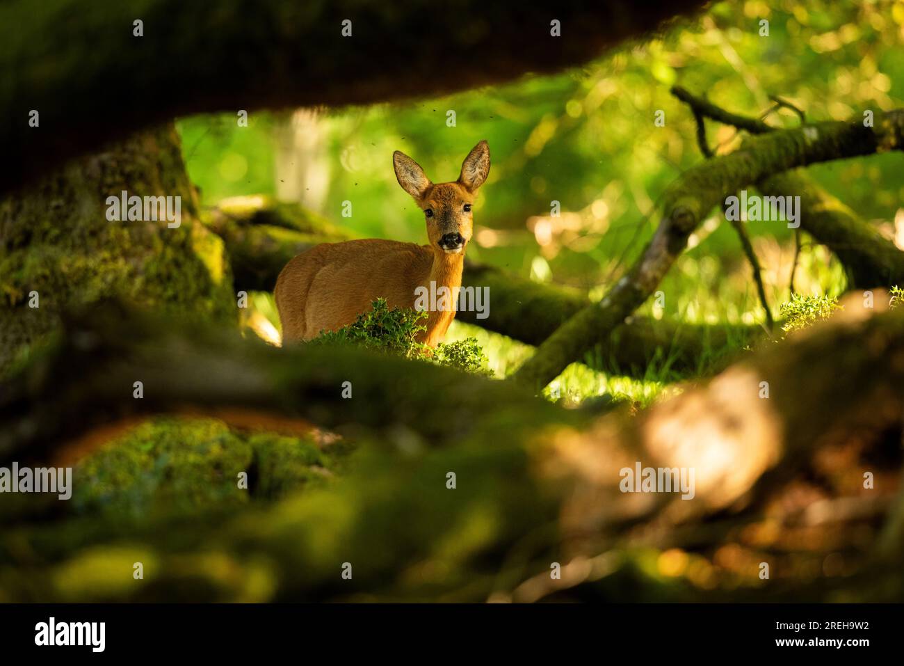 Roe deer doe uk young hi-res stock photography and images - Alamy