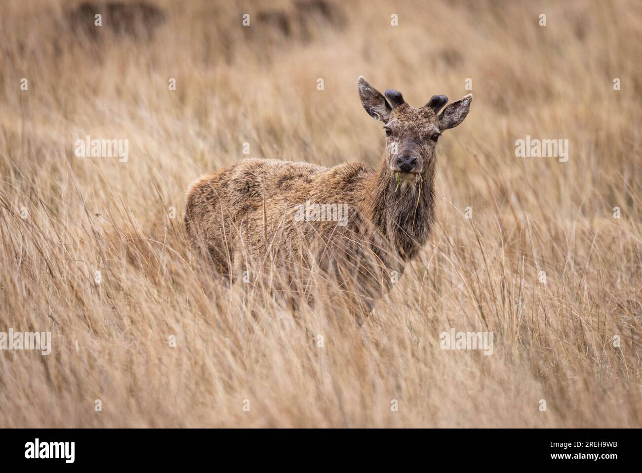 Red Deer stag in grassland with new antlers just starting to form Stock ...