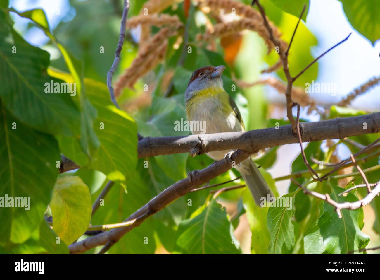 The tropic bird known as "pitiguari" (Cyclarhis gujanensis) in ...