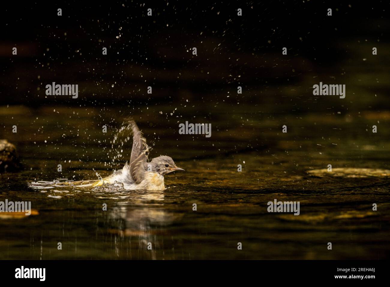 Grey Wagtail splashing about in the River Barle Stock Photo - Alamy