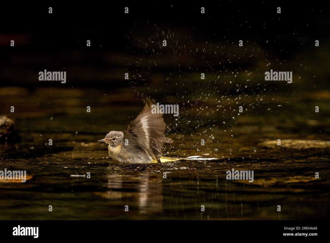 Grey Wagtail splashing about in the River Barle Stock Photo - Alamy