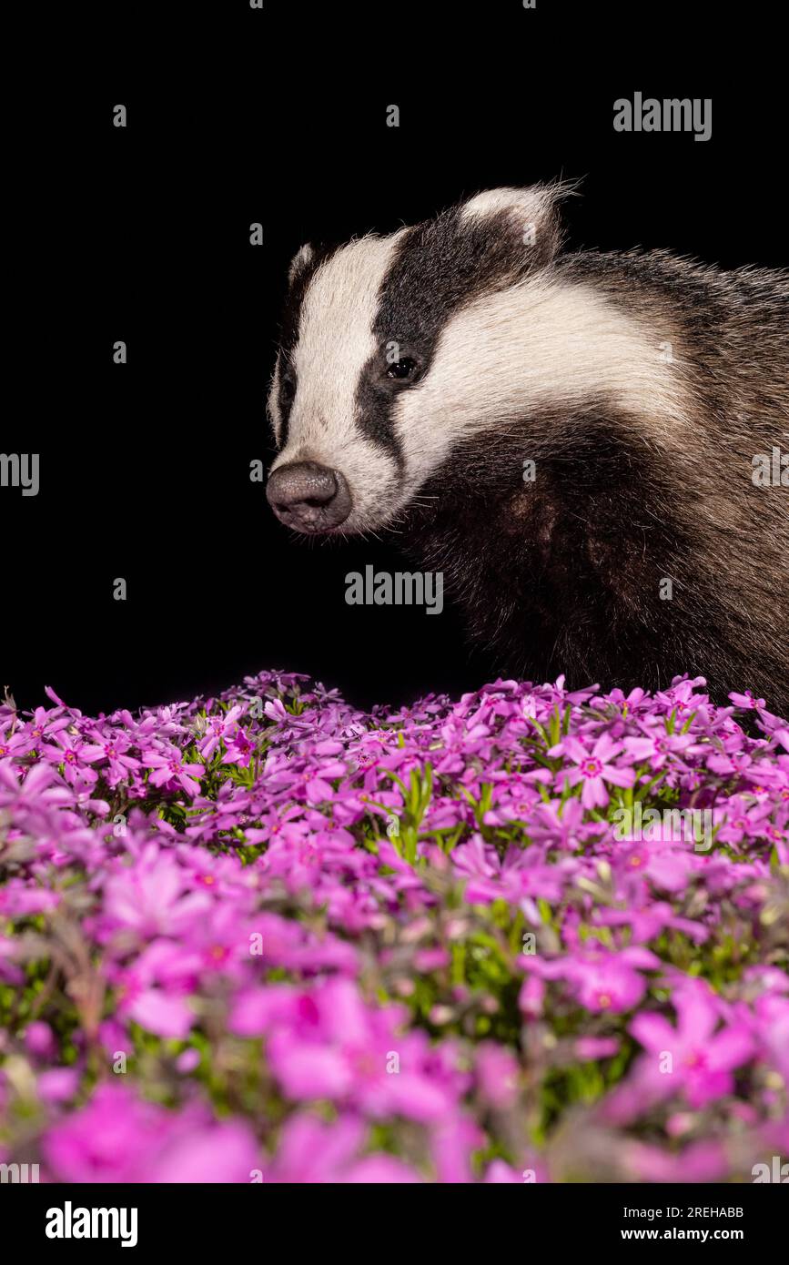 Badger by some pink flowers Stock Photo - Alamy