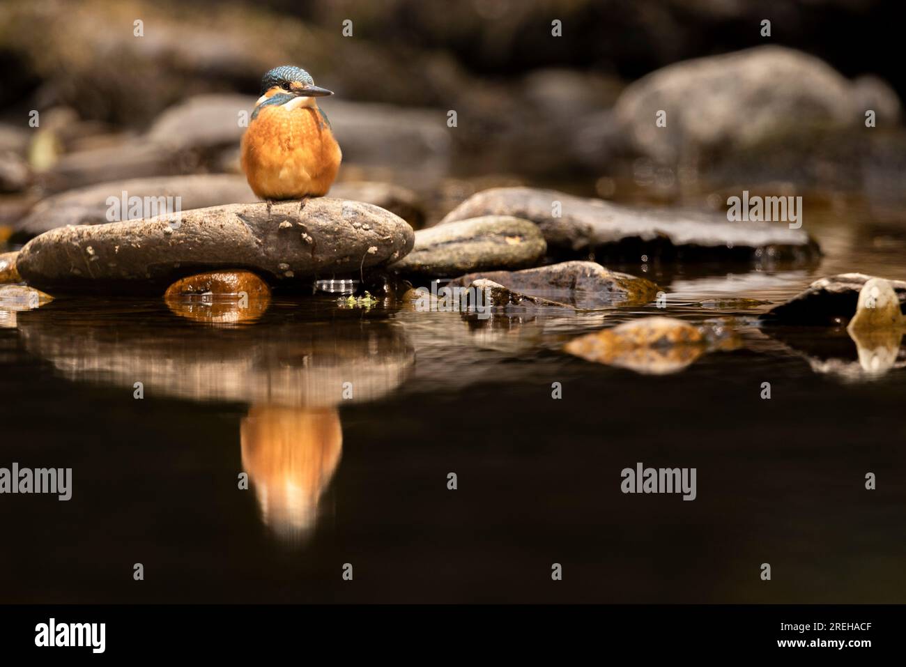 Ornithology kingfisher hi-res stock photography and images - Alamy