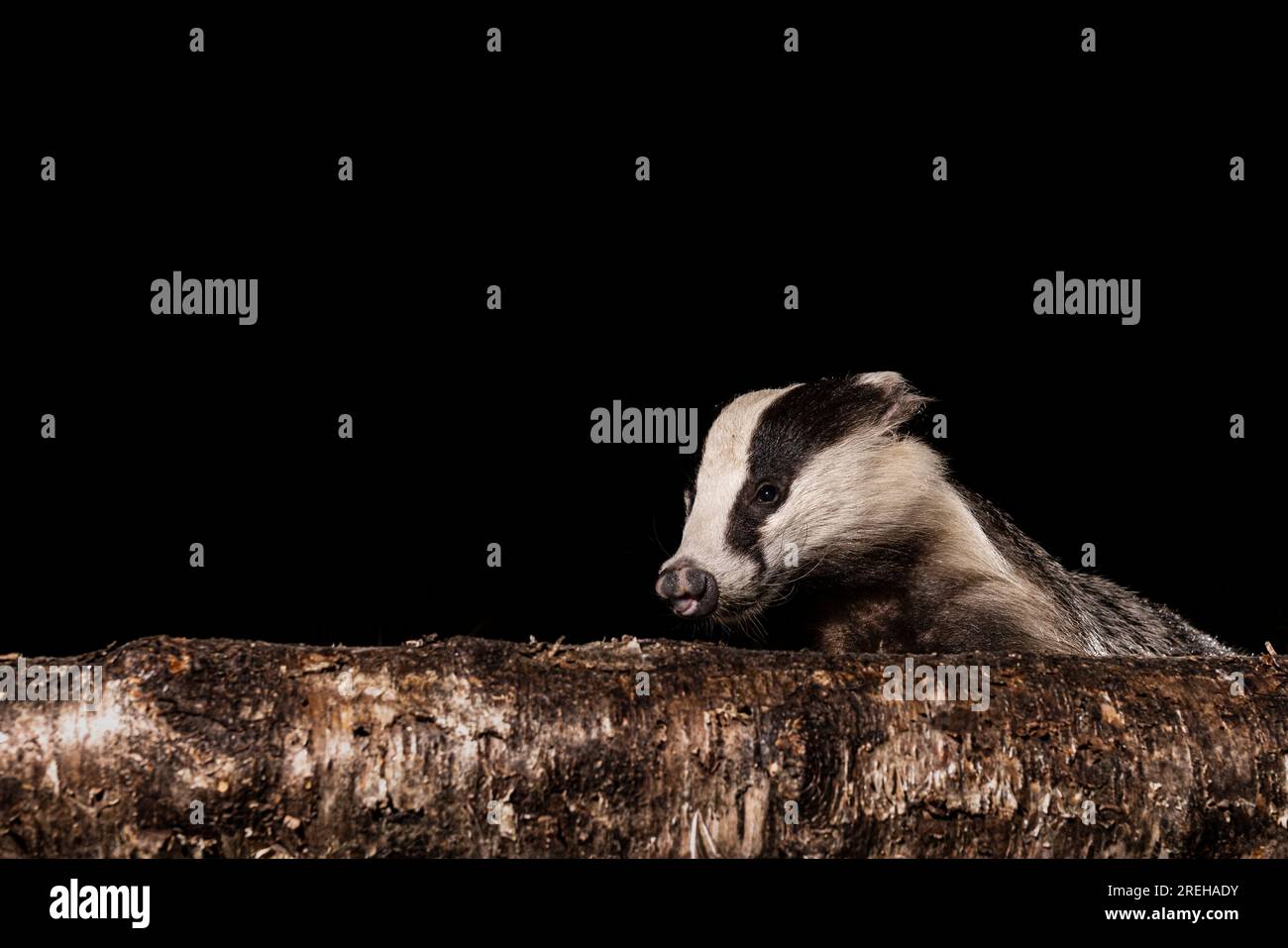 Scottish badger hi-res stock photography and images - Alamy