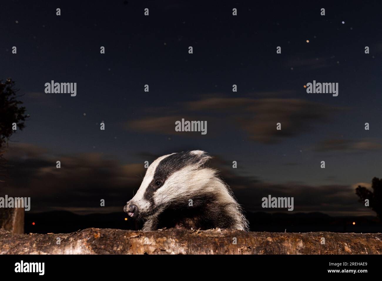 Long exposure image of a badger Stock Photo - Alamy