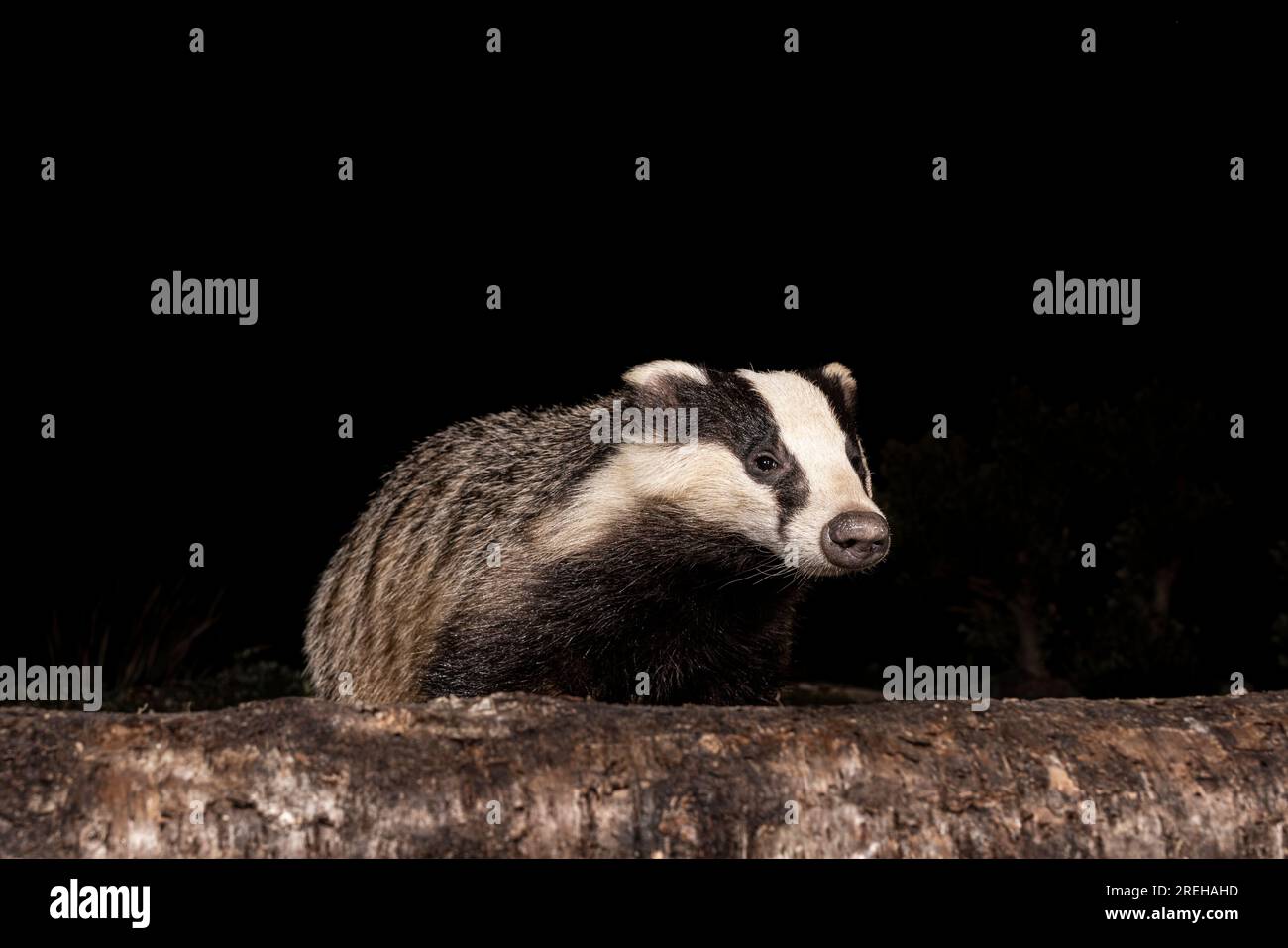 Scottish badger hi-res stock photography and images - Alamy