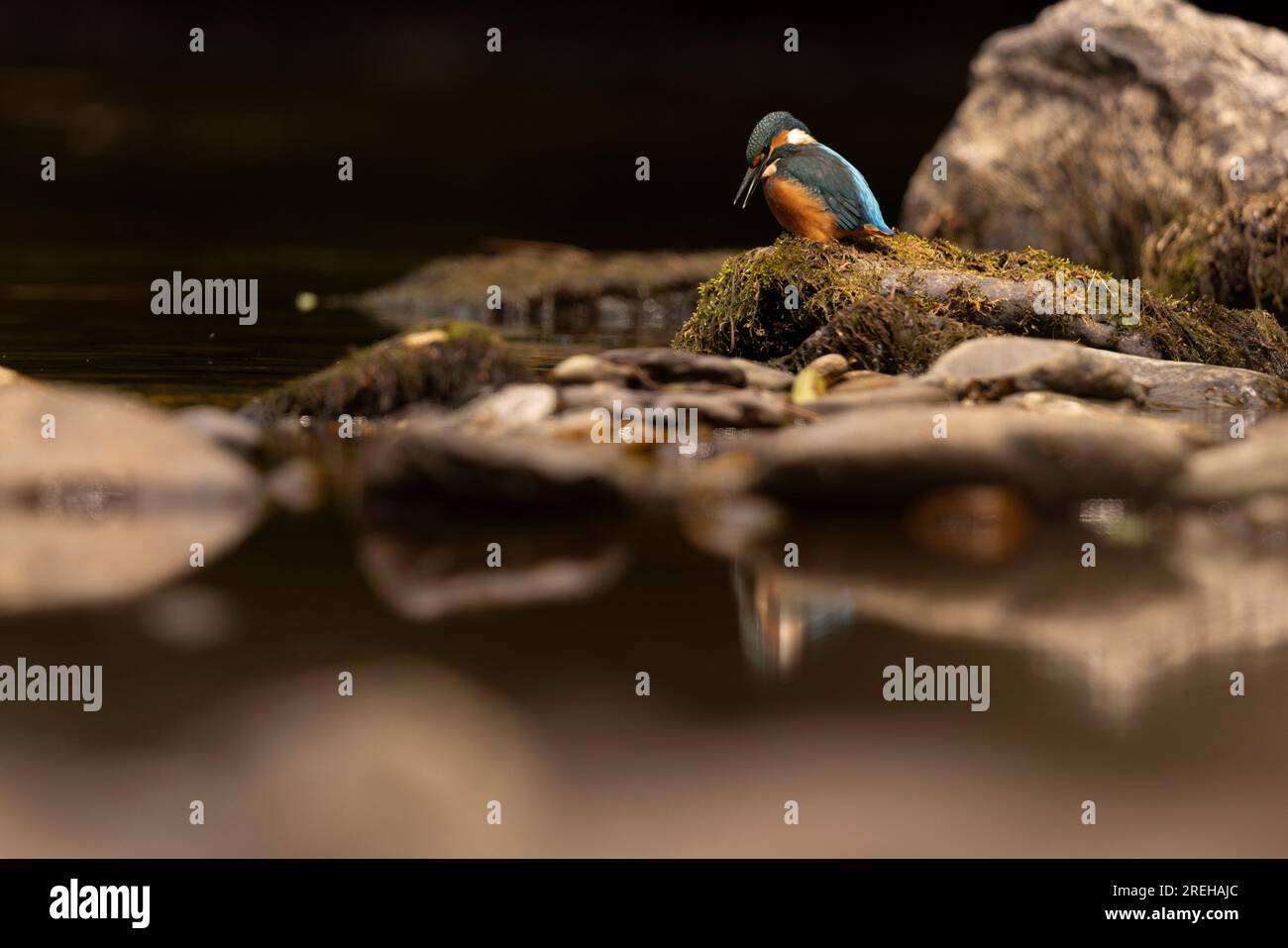Ornithology kingfisher hi-res stock photography and images - Alamy