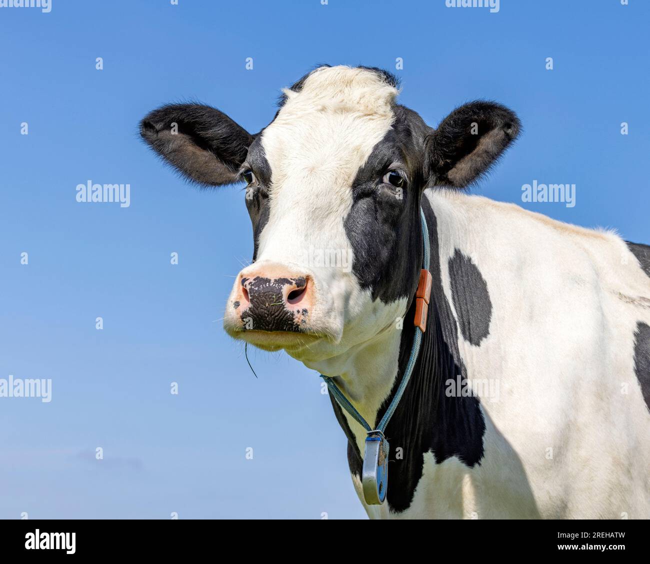 Mature cow, black and white gentle looking soft, pink nose, in front of ...