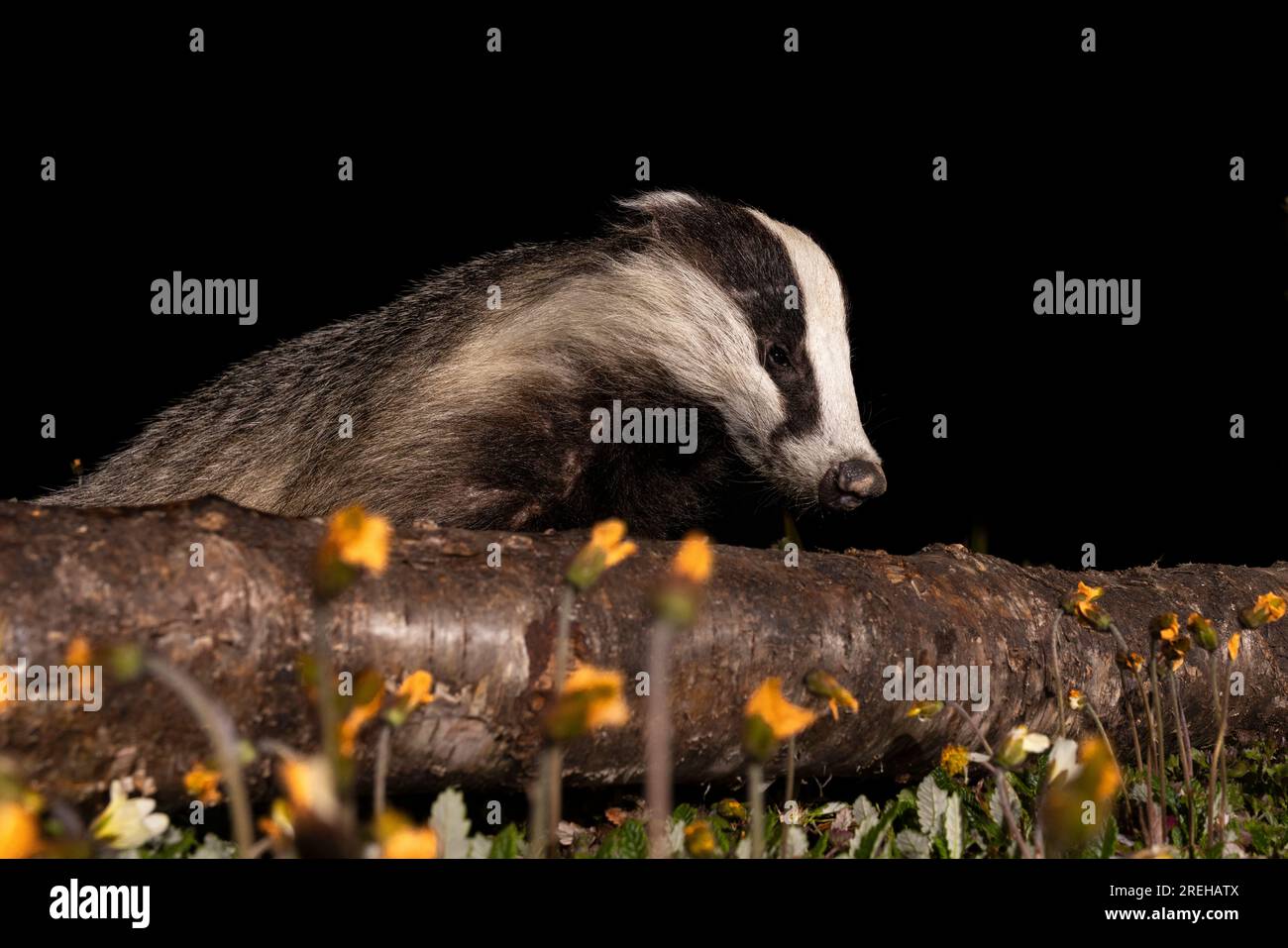 Badger climbing over a log Stock Photo - Alamy