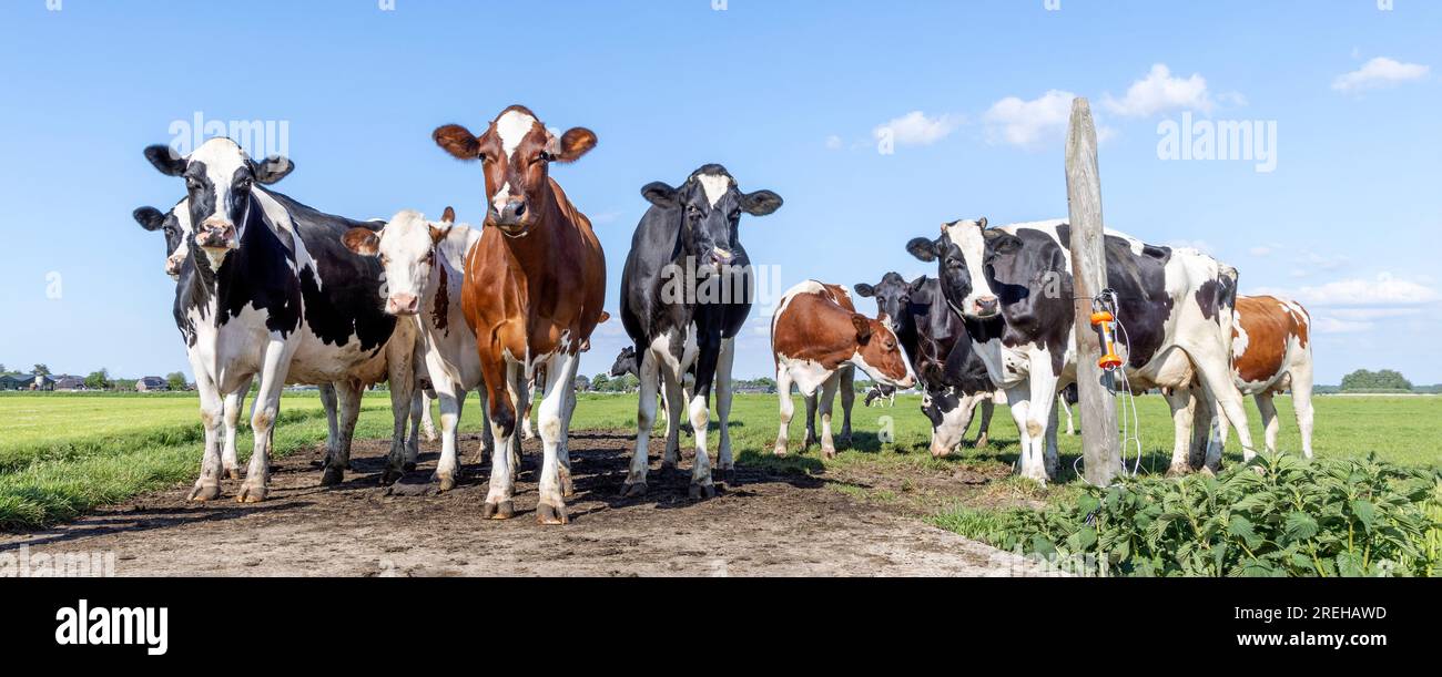 Group cows in front row, a black red and white herd together in a field, happy and joyful and a ...
