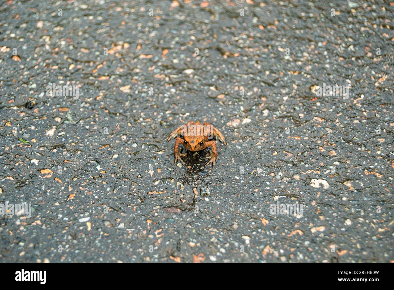 Photography to theme beautiful brown frog amphibian, animal toad on ...