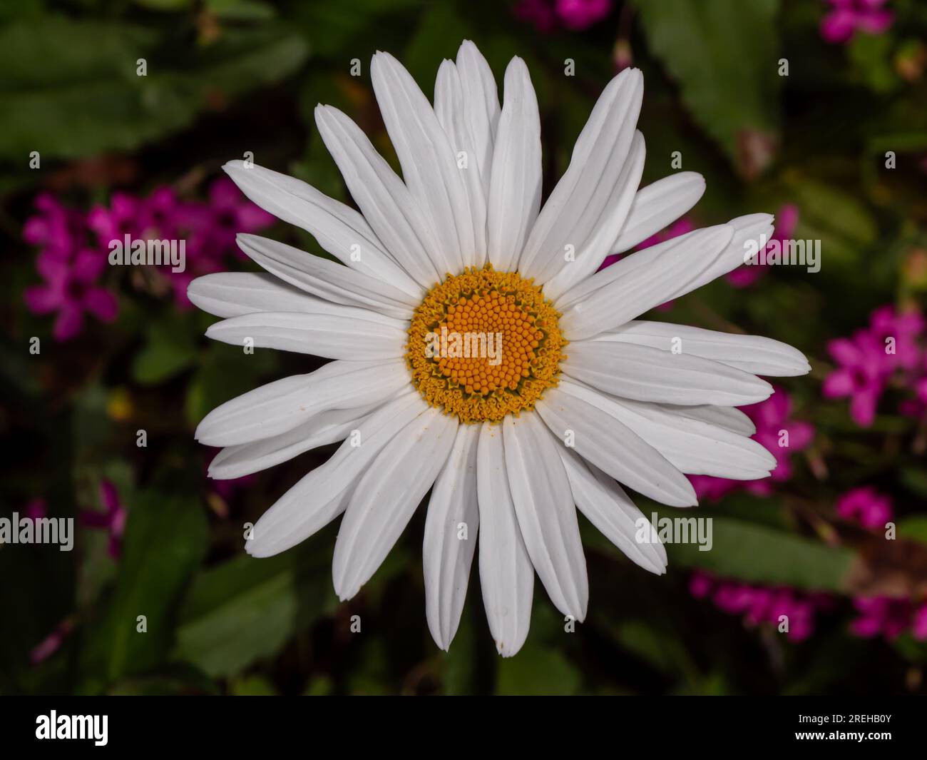 Daisy a day hi-res stock photography and images - Alamy