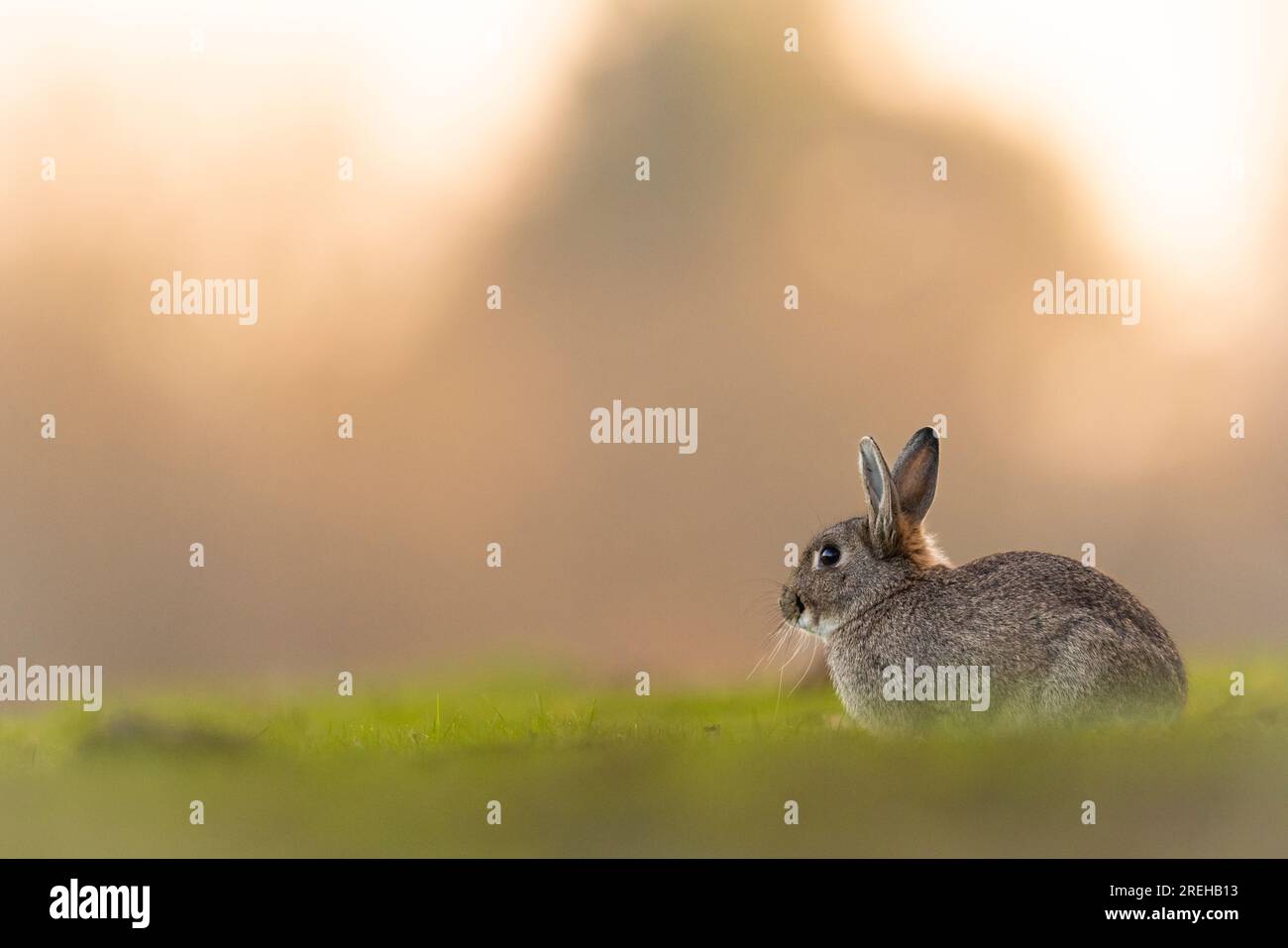 Rabbit in a field Stock Photo - Alamy