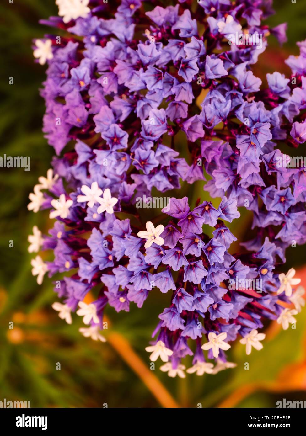 Feeling good day hi-res stock photography and images - Alamy