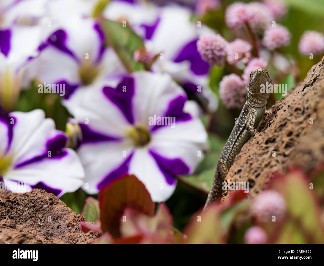 the cute little lizard in the wild nature Stock Photo - Alamy