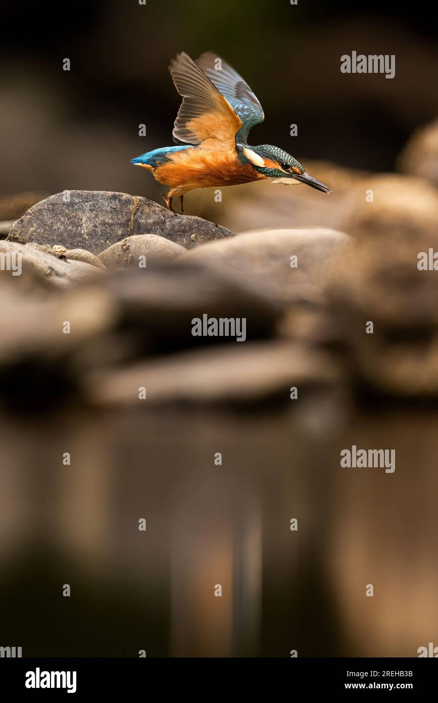 Kingfisher nature wildlife blue bird animal perching hi-res stock photography and images - Alamy