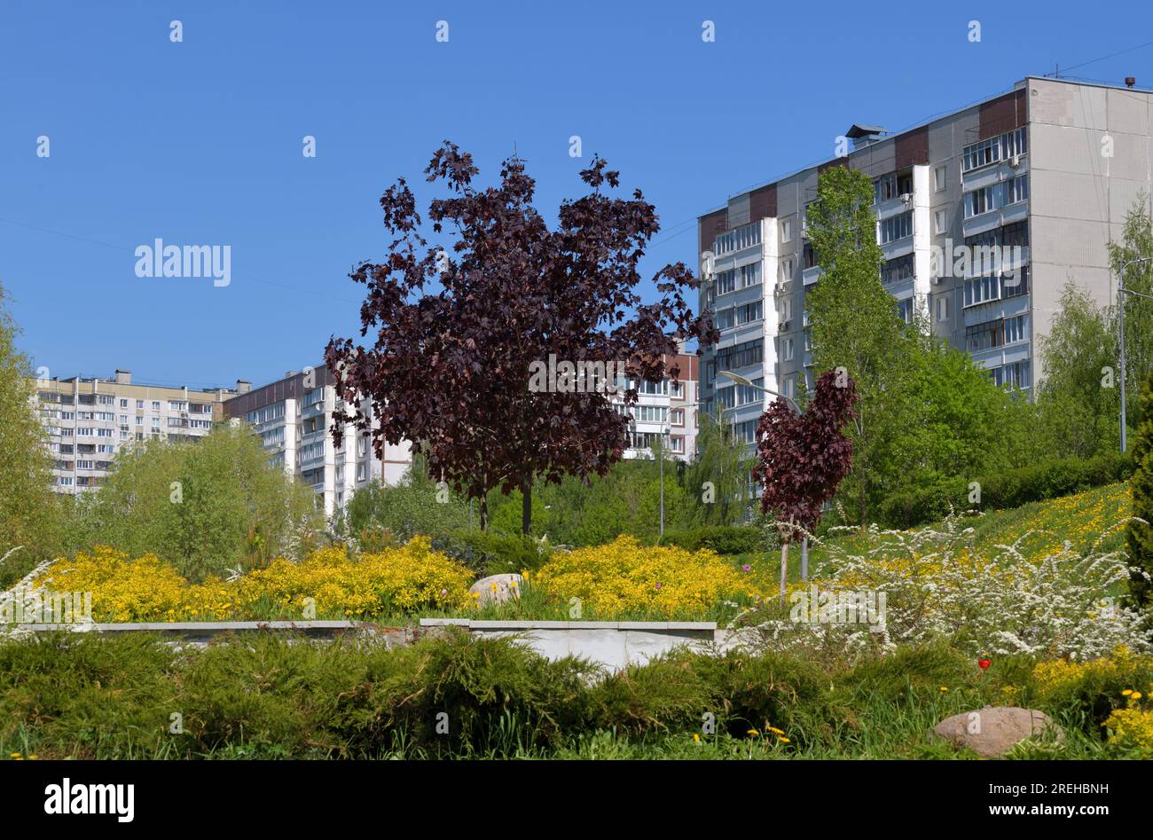 Red Norway maple in an urban landscape design in Zelenograd, Russia ...
