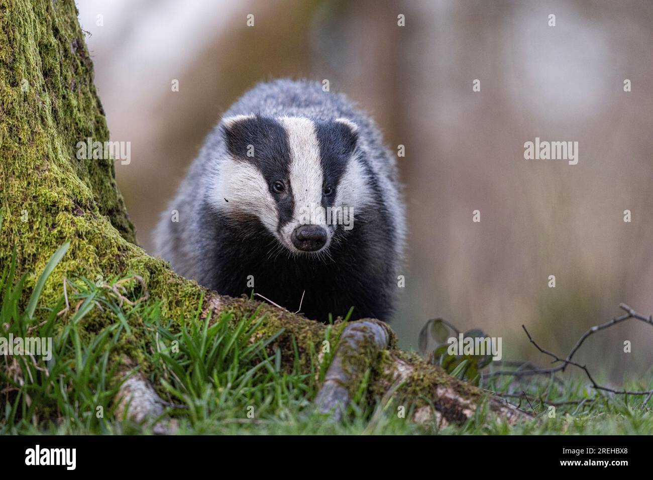 Natural looking base hi-res stock photography and images - Alamy