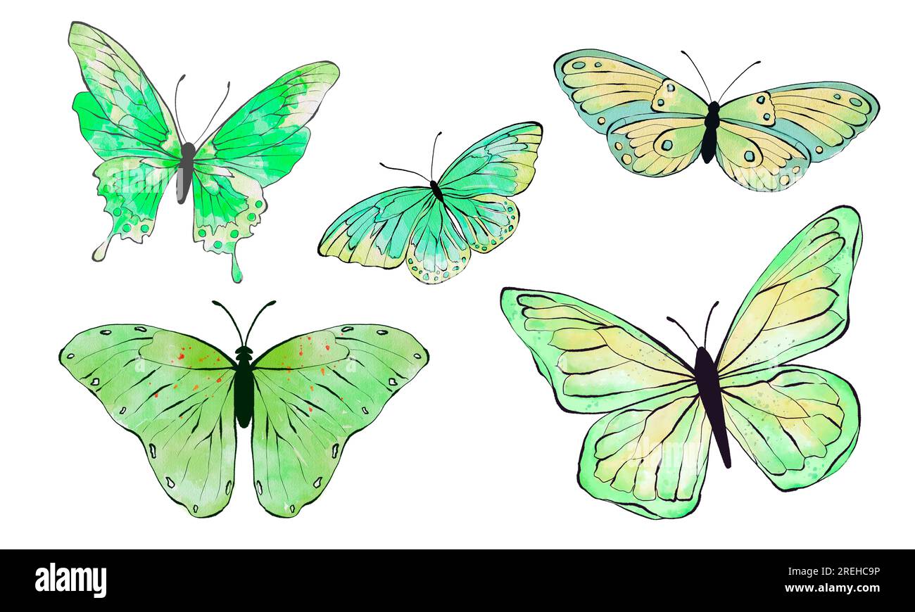 Light Green Butterfly Background