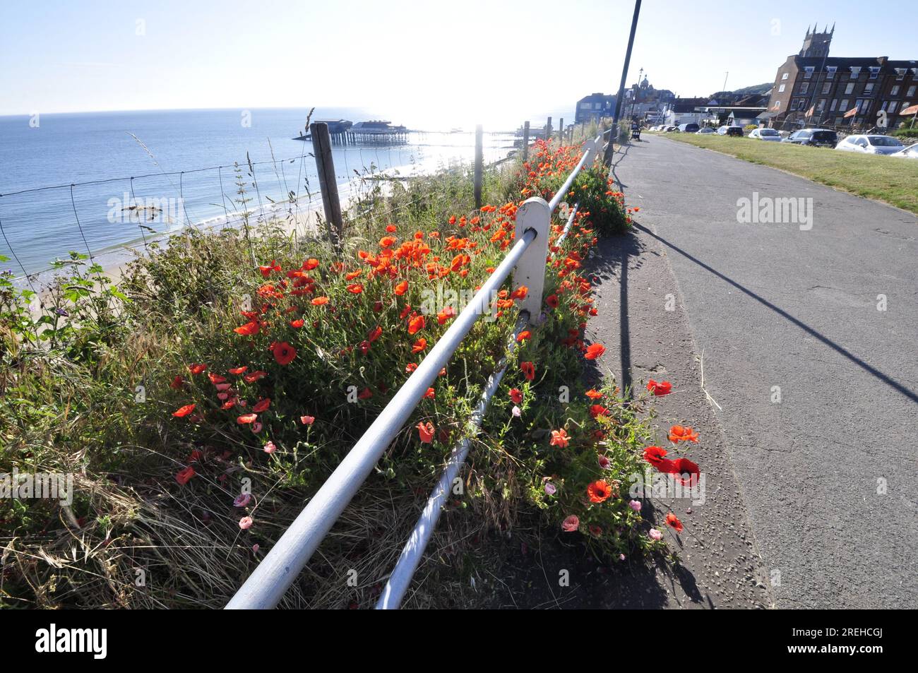 Poppies on Cromer clifftop, Norfolk, England, UK Stock Photo - Alamy