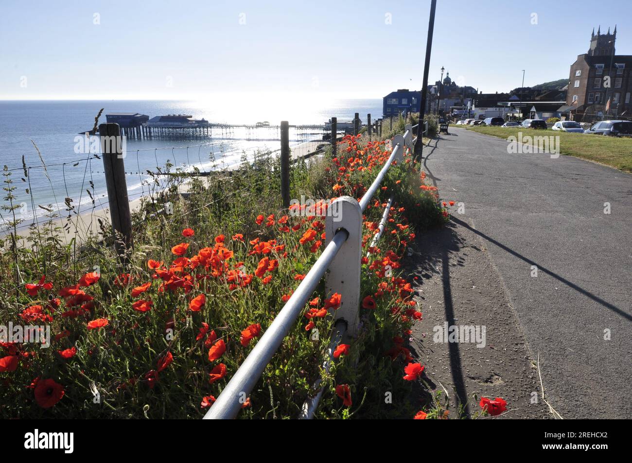 Poppies on Cromer clifftop, Norfolk, England, UK Stock Photo - Alamy