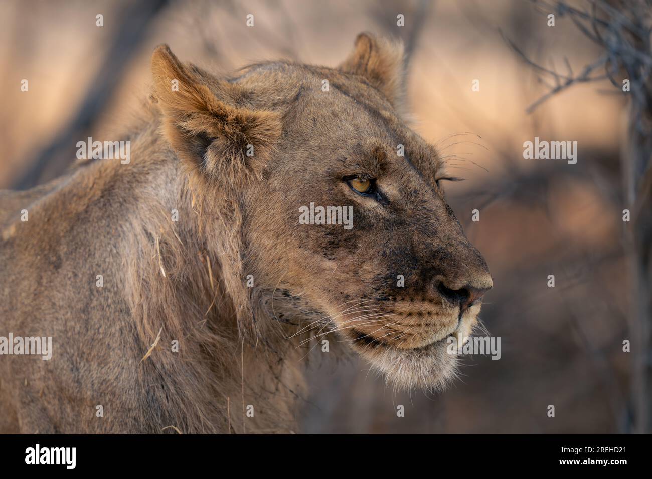 Botswana close up lion standing hi-res stock photography and images - Alamy