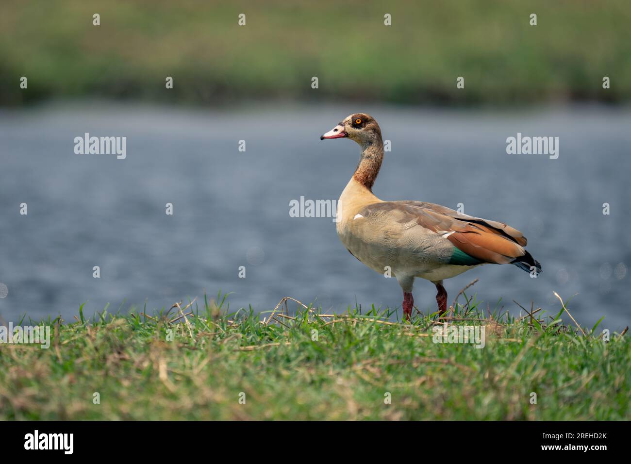 Egyptian goos stands on riverbank in profile Stock Photo - Alamy