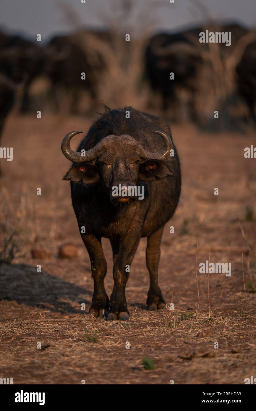 Female Cape buffalo stands staring at camera Stock Photo - Alamy