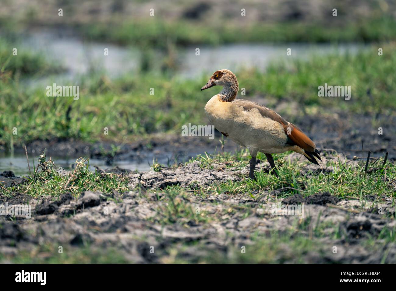 Egyptian goose on safari hi-res stock photography and images - Alamy