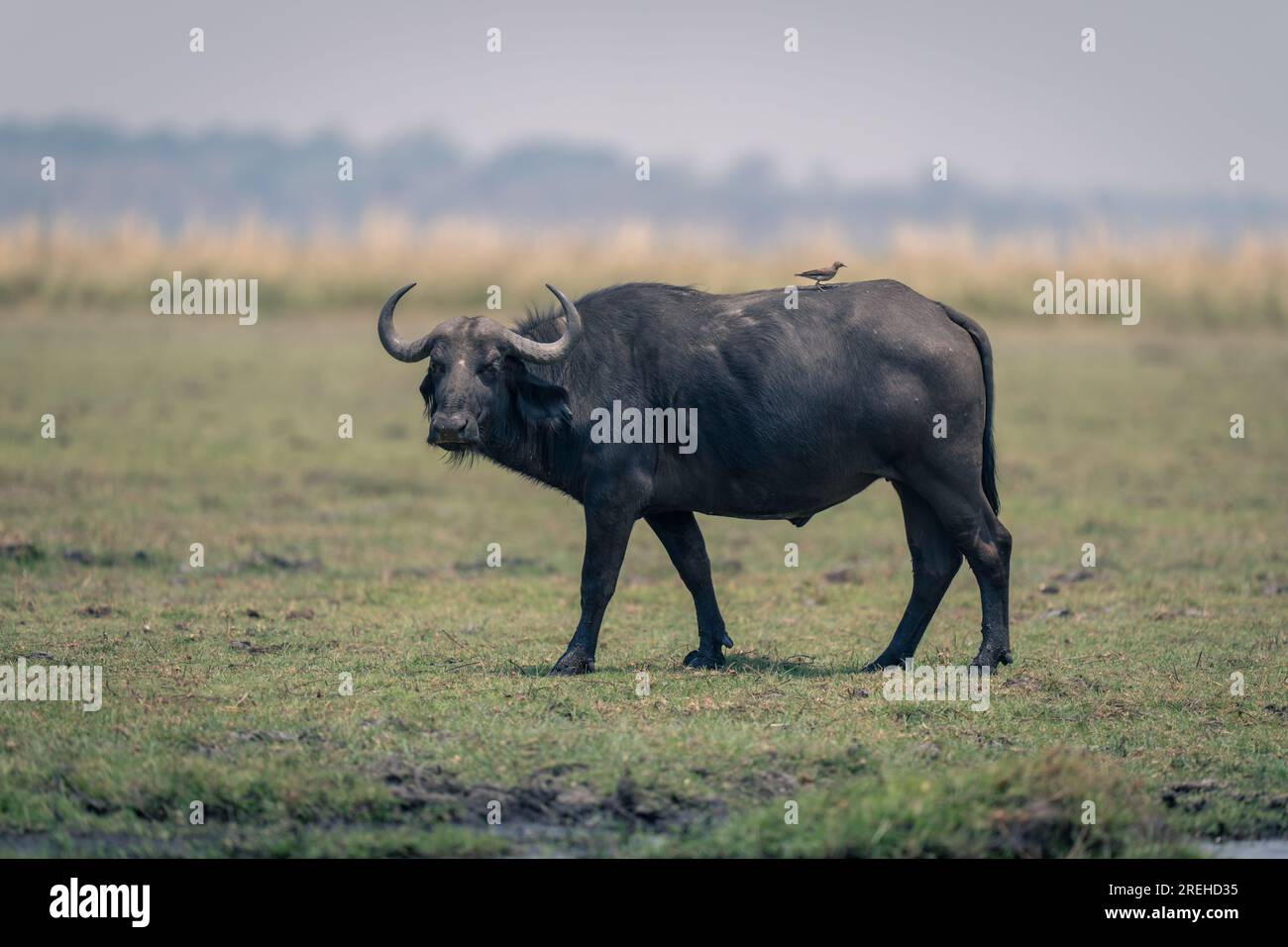 Female Cape buffalo stands on grass riverbank Stock Photo - Alamy