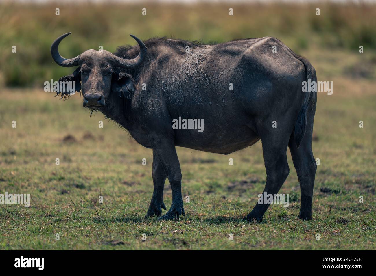 Female Cape buffalo stands turning toward camera Stock Photo - Alamy