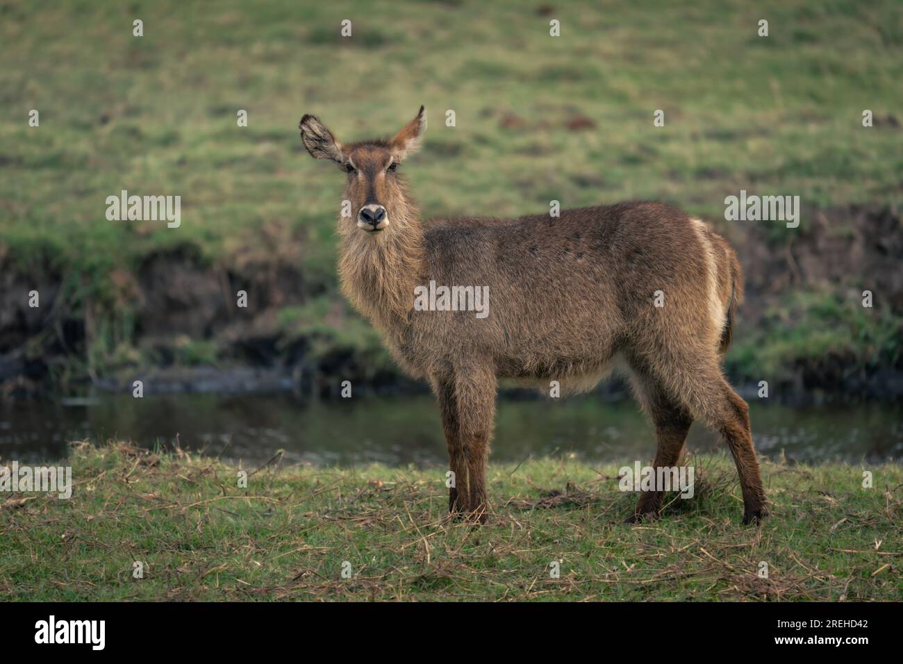 Female common waterbuck stands on grass riverbank Stock Photo - Alamy