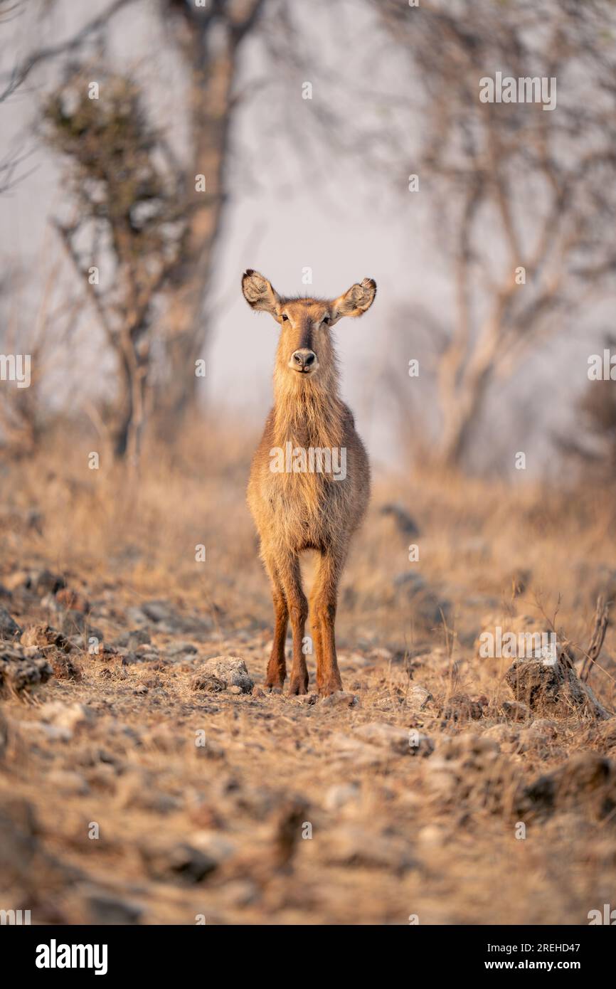 Female common waterbuck stands facing towards camera Stock Photo - Alamy