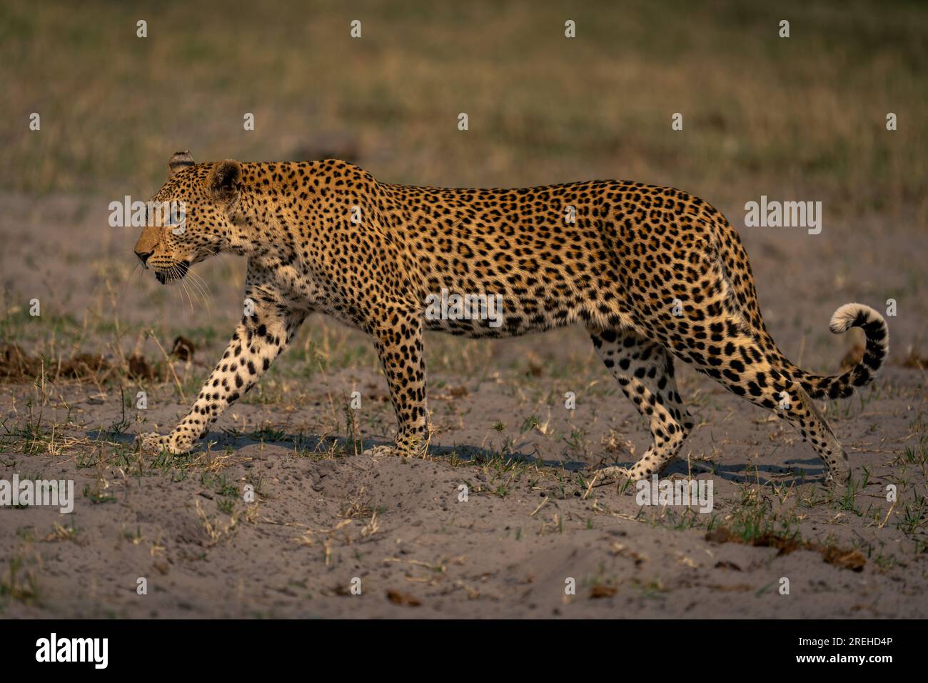 Female leopard crosses grassy sand in sunshine Stock Photo - Alamy