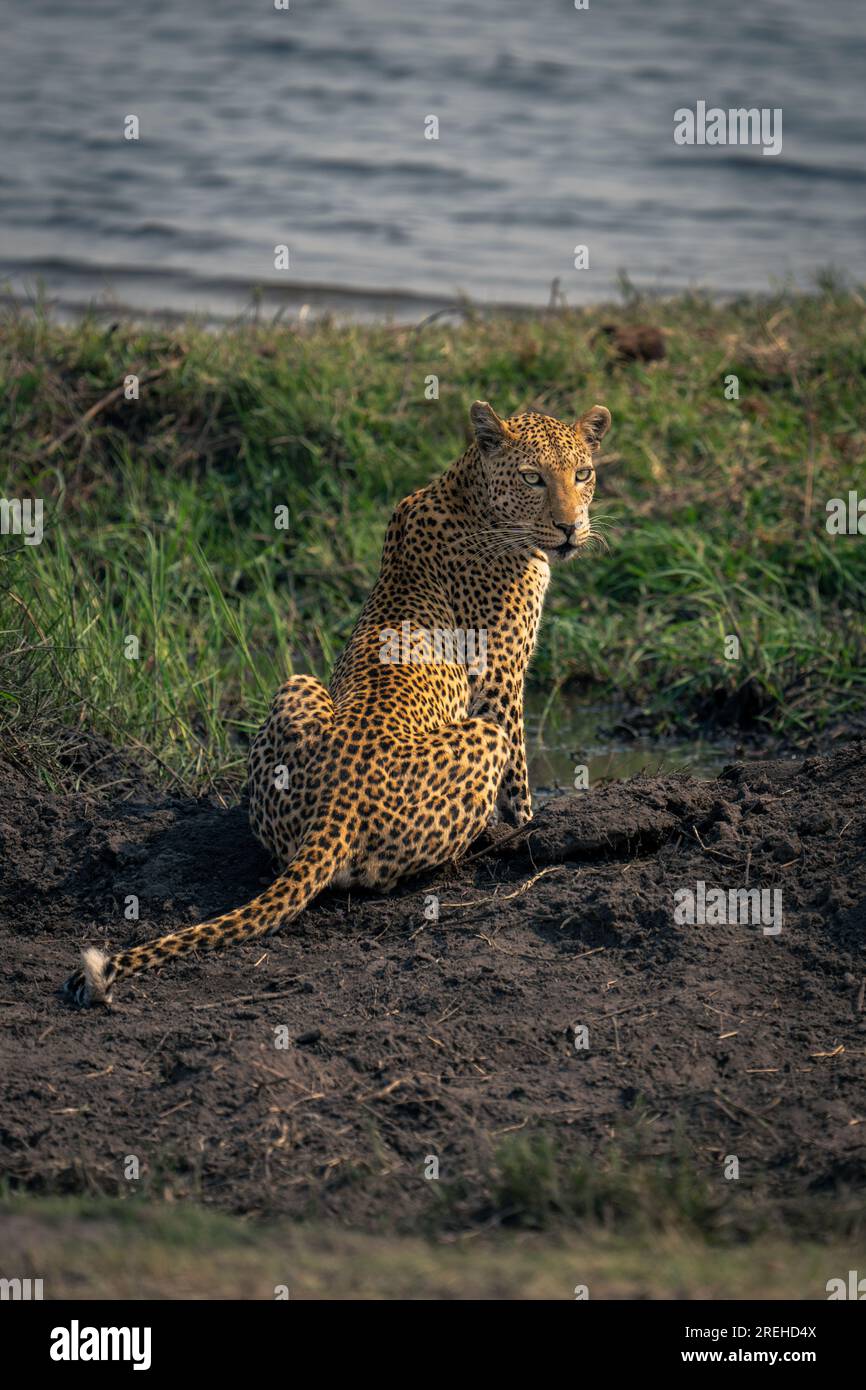Female leopard sits looking back on riverbank Stock Photo - Alamy