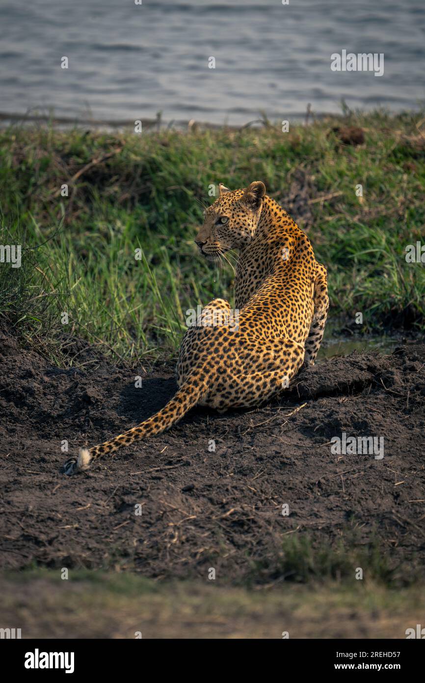 Female leopard sits on riverbank turning round Stock Photo - Alamy