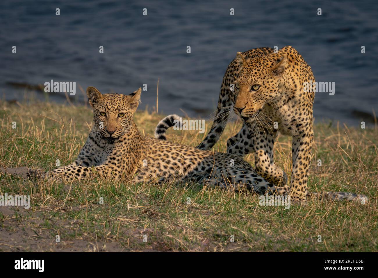 Female leopard lying down hi-res stock photography and images - Alamy