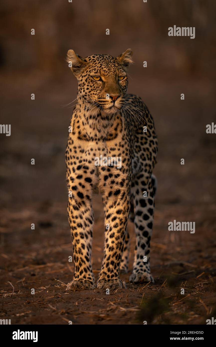 Female leopard stands on sand turning head Stock Photo - Alamy