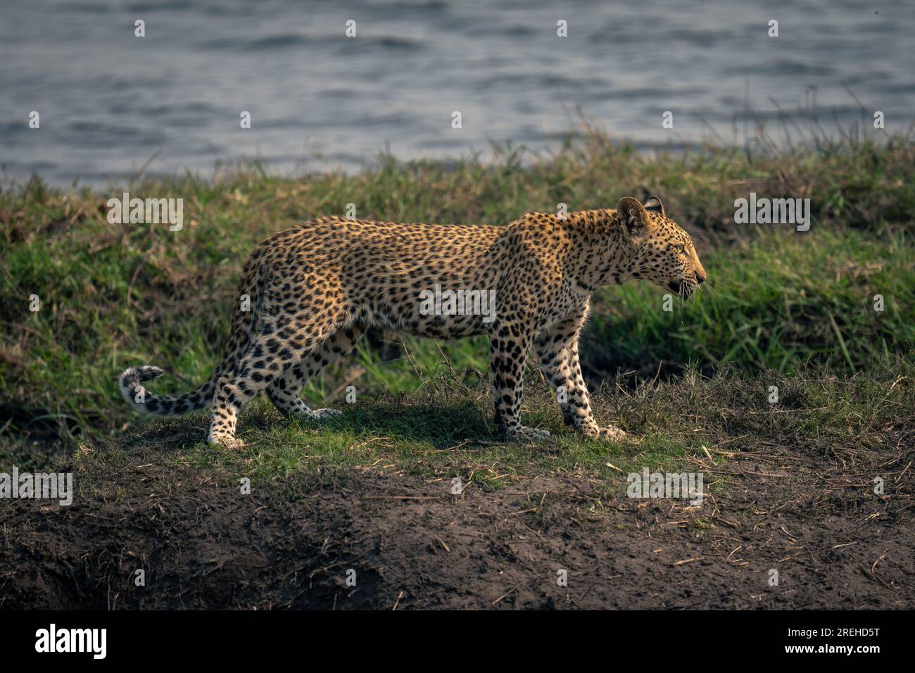 Female leopard stands on riverbank in sunshine Stock Photo - Alamy
