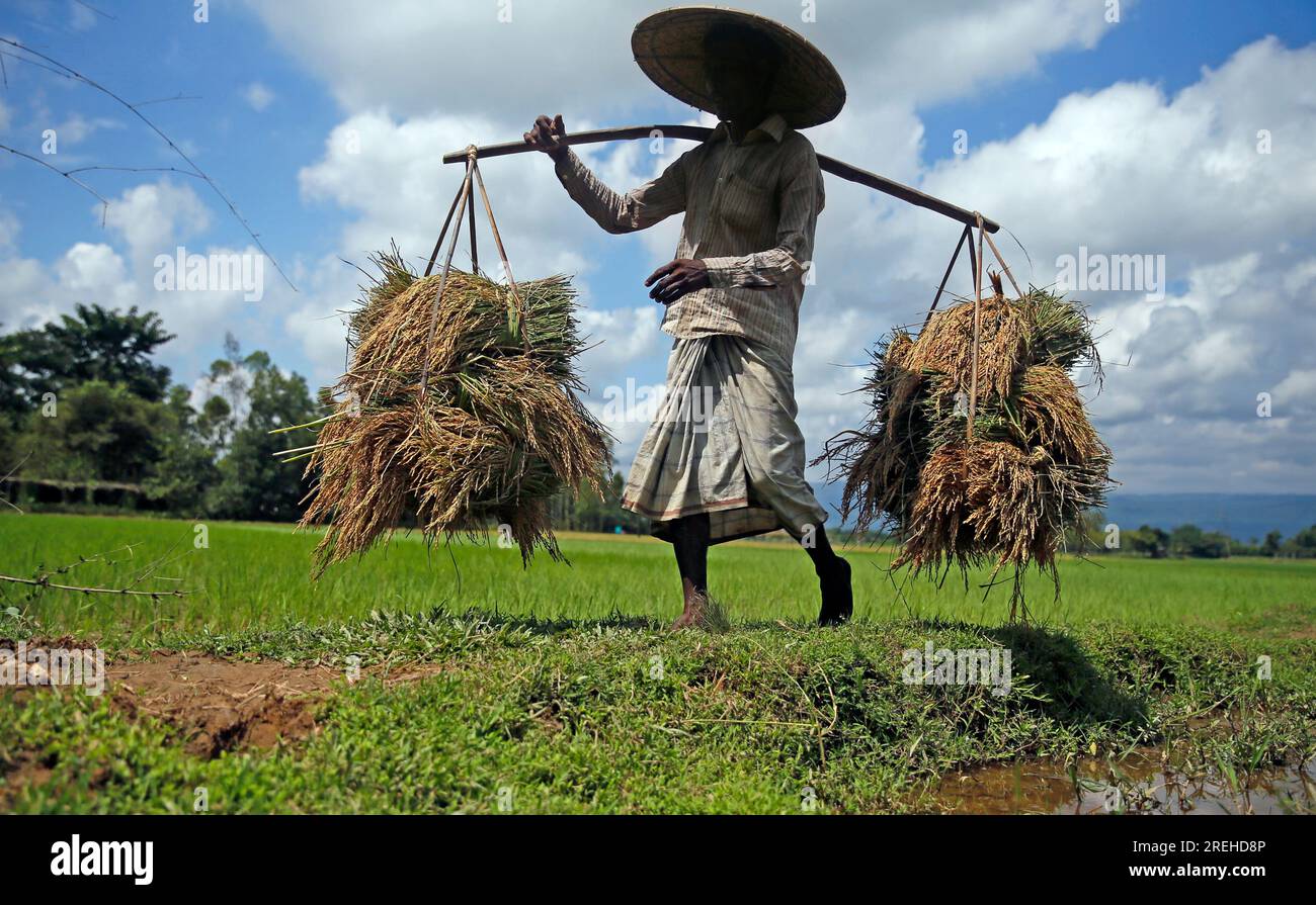 farmer is cutting ripe paddy from the field near Lalakhal in Sylhet's ...