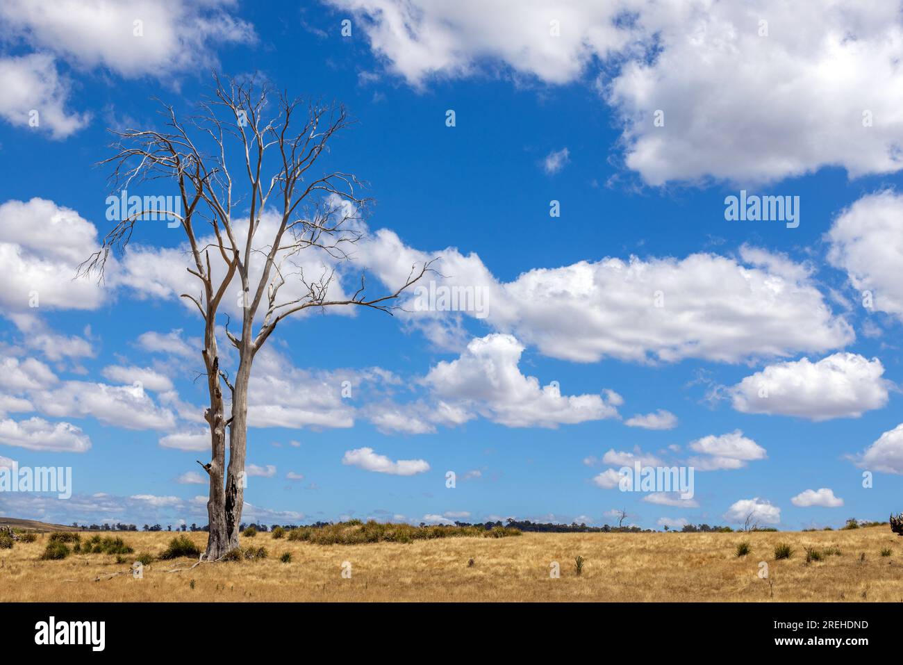 Dead skeleton eucalyptus trees in Tasmania, Australia. Summer sky ...