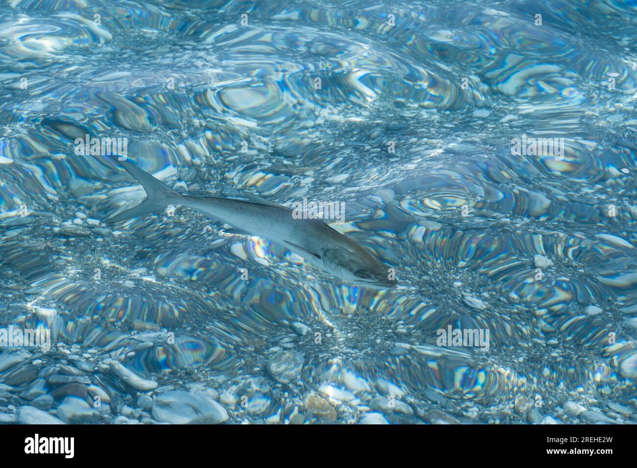 Photograph of a large fish in aqua-coloured sea, with stones below ...